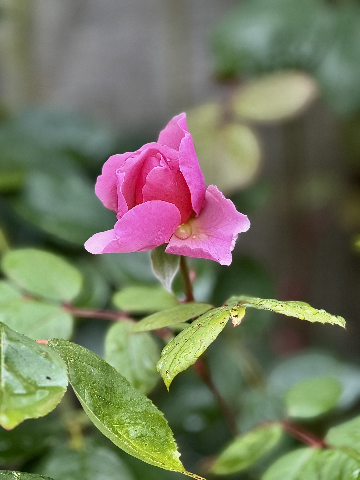 Memex 1.1 | John Naughton's online diary | Page 2