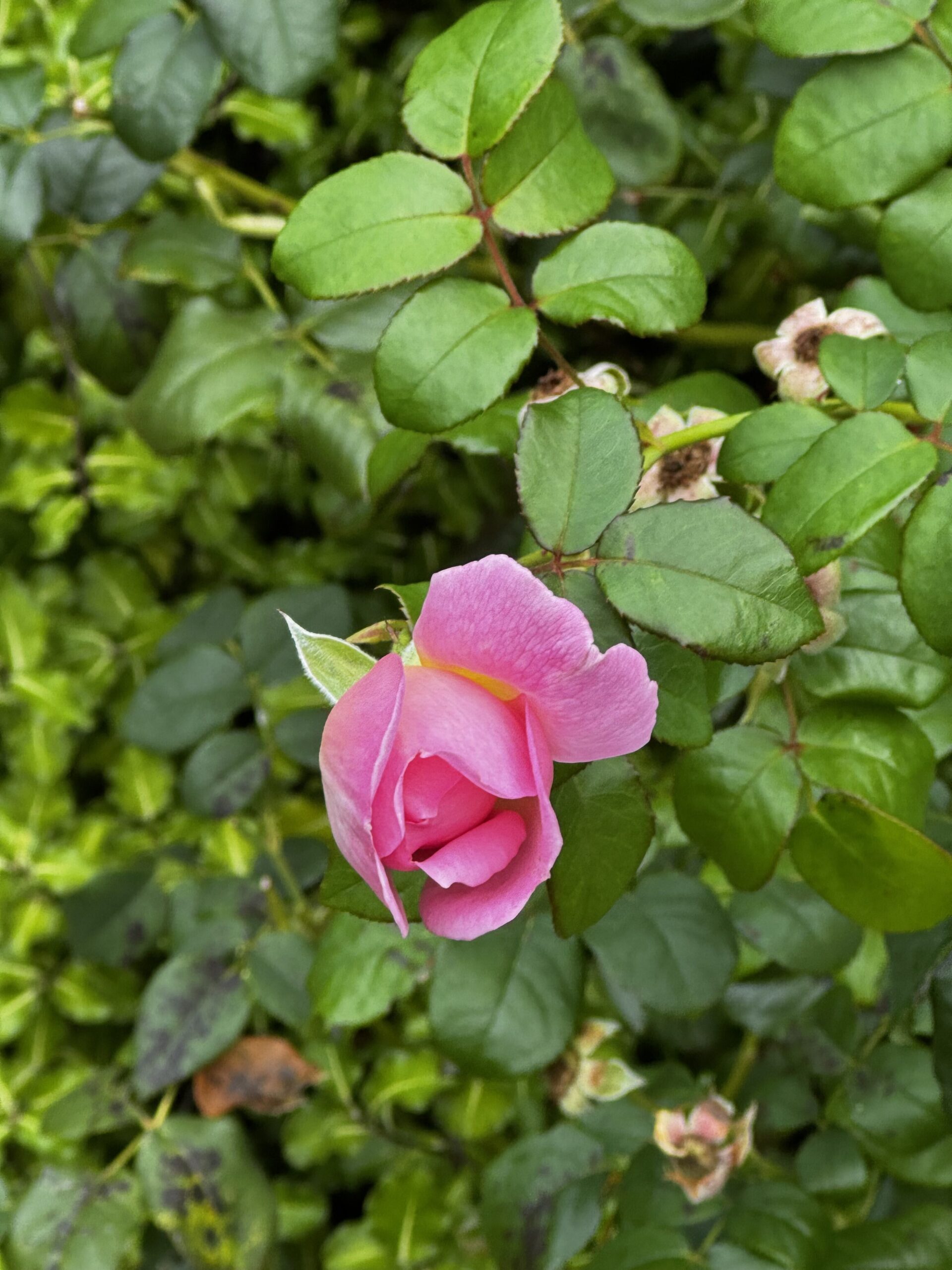 Memex 1.1 | John Naughton's online diary